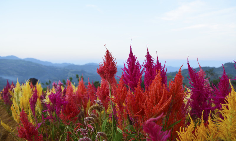 Sirao Flower Garden: The Vividly Beautiful Mini Amsterdam Of Cebu - The ...